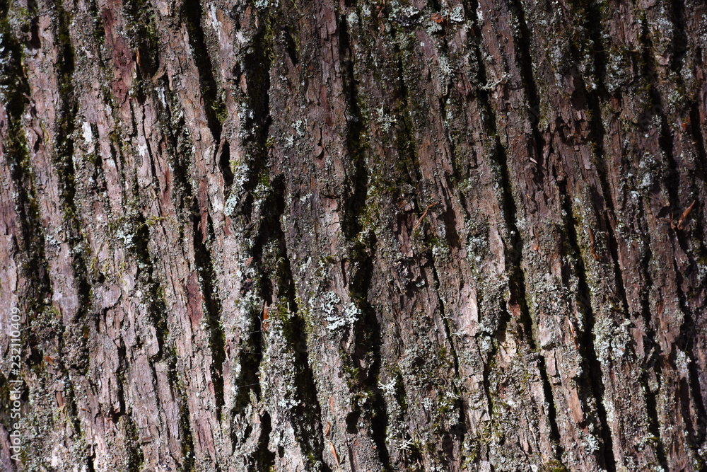 texture ecorce bois foret tronc arbre Stock Photo | Adobe Stock