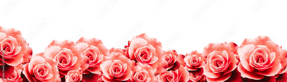 Red roses floral border frame background with wet red pink white roses ...