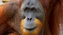 Orangutan, Animal Portrait Free Stock Photo - Public Domain Pictures
