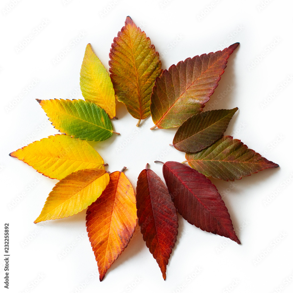 Different colored fall leaves. Set of olorful leaves isolated on white ...