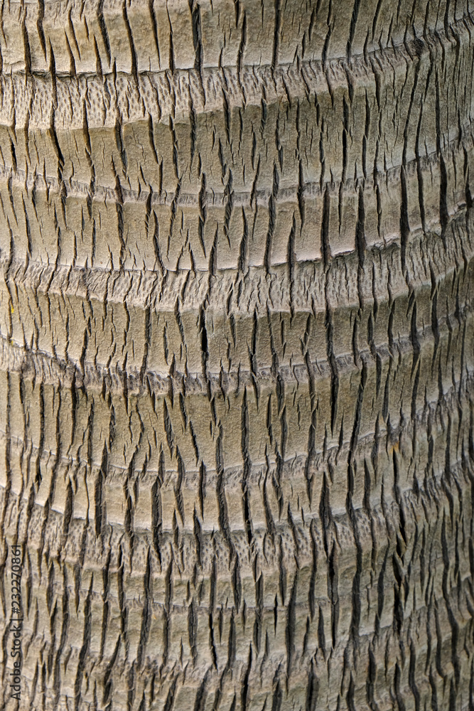 coconut tree bark texture Stock Photo | Adobe Stock