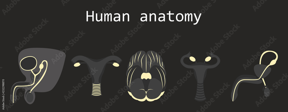Vector de Stock Human body internal organs medical vector flat isolated ...