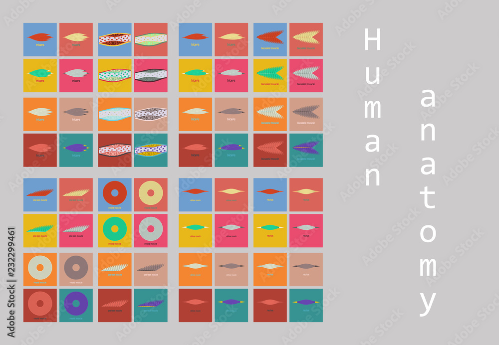 Vector de Stock Types of Muscle Tissue of Human Body Diagram including ...