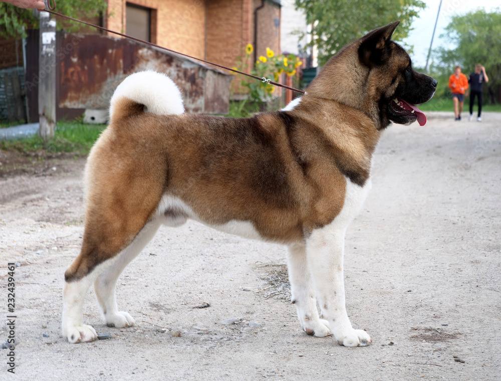 Big red dog with black muzzle of Akita breed on the street on the ...