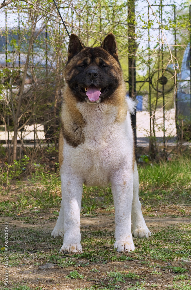 Big red dog with black muzzle of Akita breed on the street on the ...