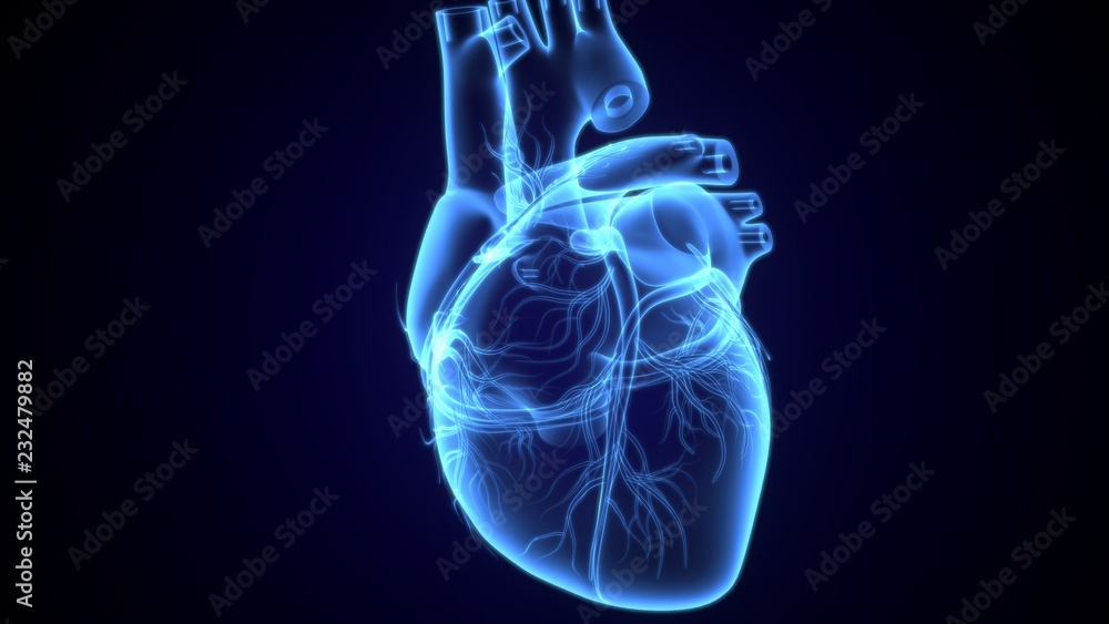 3d illustration of Lungs Anatomy - with detailed Alveoli - detailed ...