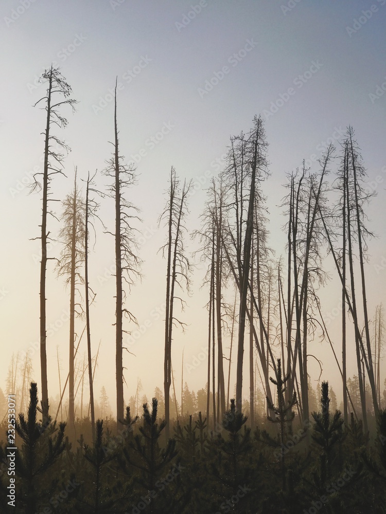 Trees empty of leaves with fog and sunshine at sunrise Stock Photo ...