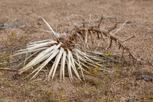 Dead Yucca Plant Free Stock Photo - Public Domain Pictures
