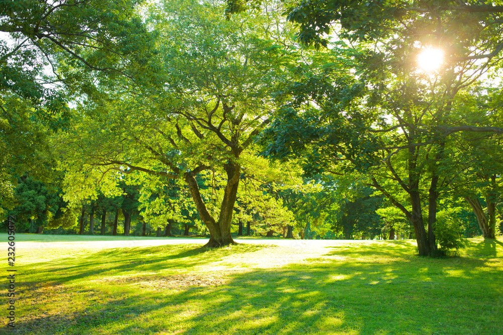 morning garden Stock Photo | Adobe Stock