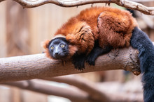 Red Ruffed Lemur Face Free Stock Photo - Public Domain Pictures