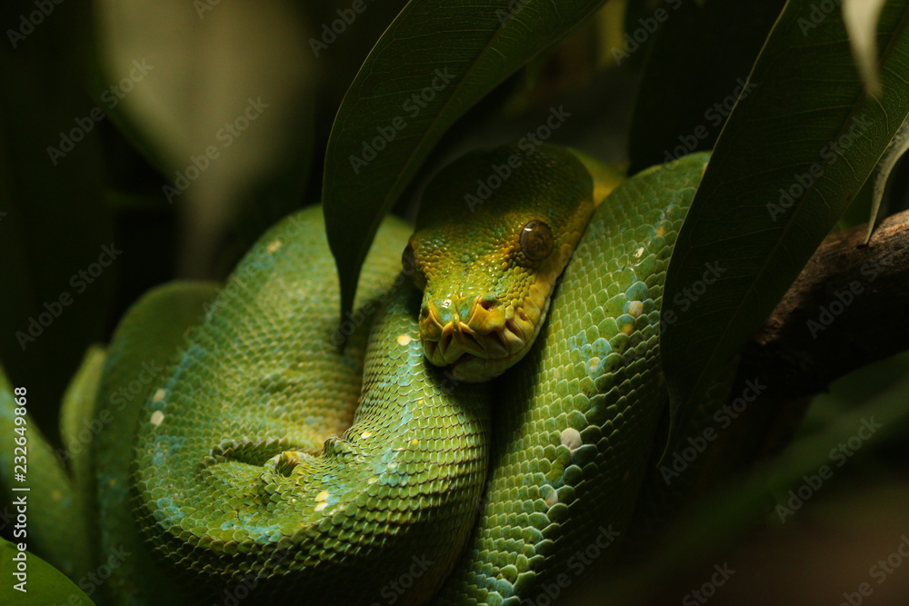 Green tree python on a close up picture in its natural habitat. A rare ...