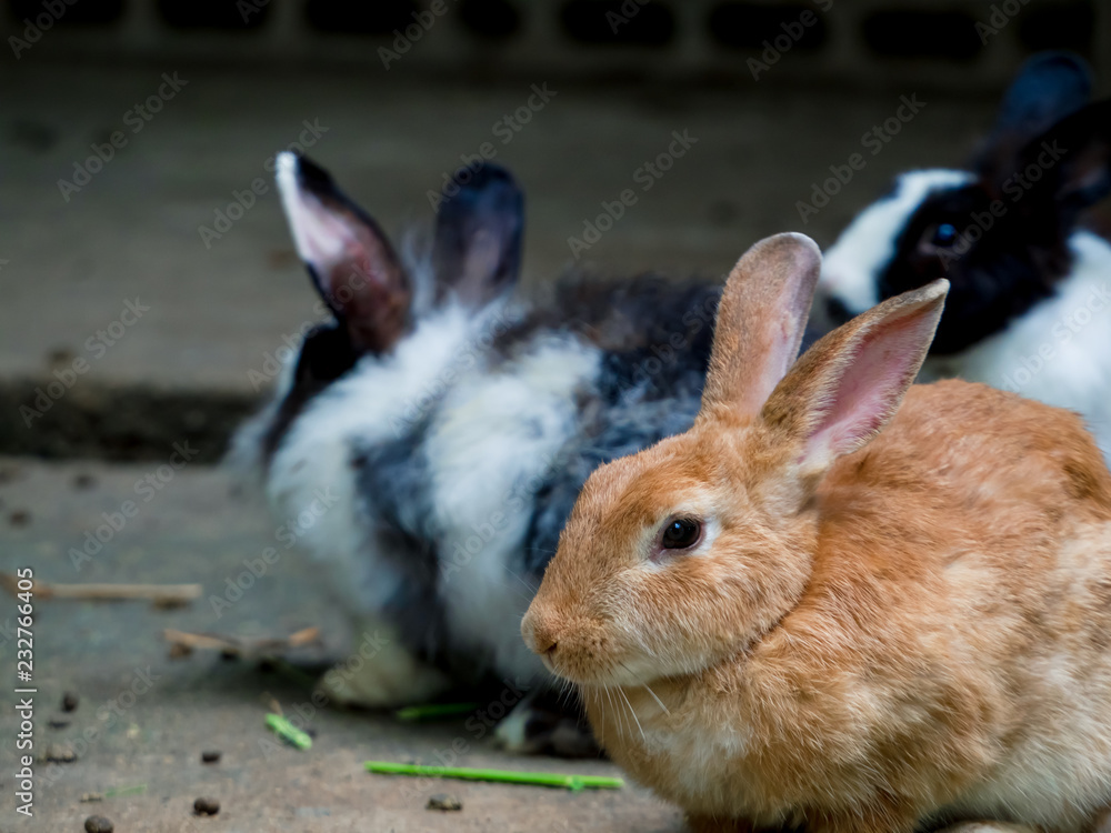 Cute rabbits are fun to eat with care. Rabbit-raising ideas cause ...