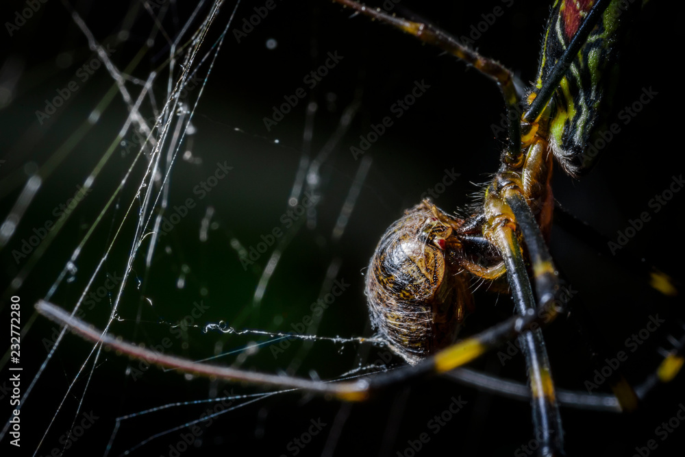 Black and yellow giant tiger spider eating its prey which is a bug ...