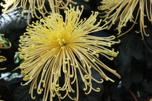 Yellow Spider Mum Free Stock Photo - Public Domain Pictures