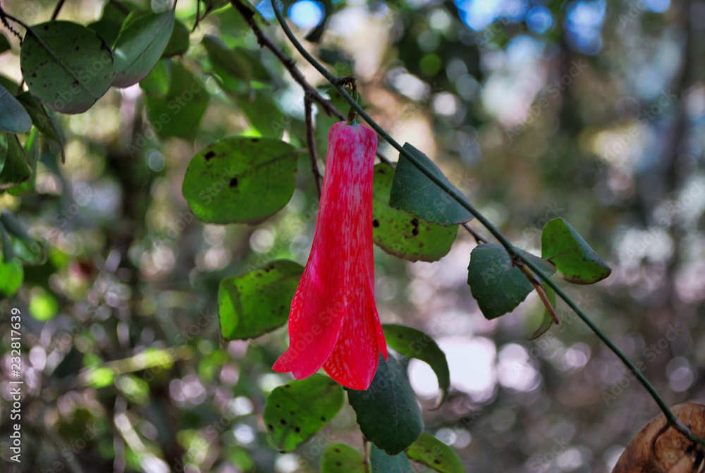 Copihue flor nacional de Chile Stock Photo | Adobe Stock
