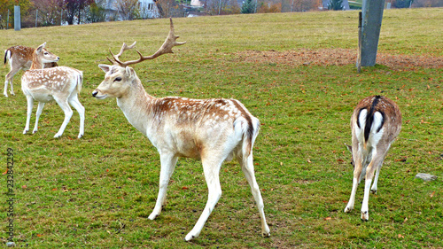 Damwild in einem Tiergehege/ Damwild in einem Tiergehege im Erzgebirge ...