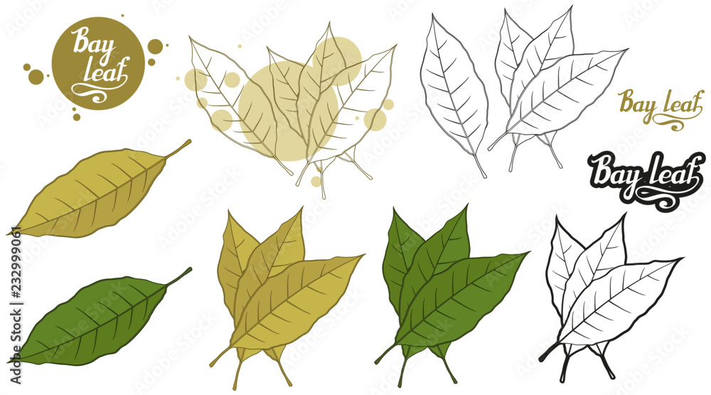 hand drawn bay leaf, spicy ingredient, bay leaf logo, healthy organic ...