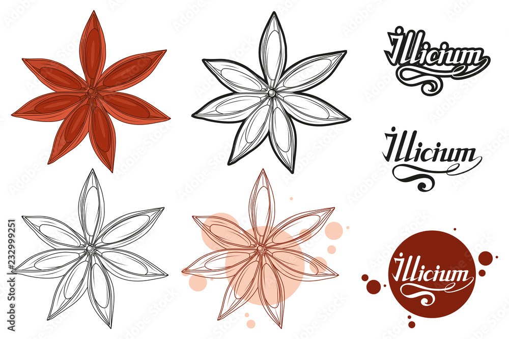 hand drawn star anise, spicy ingredient, star anise logo, healthy ...