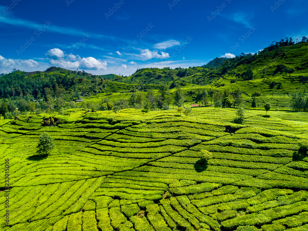 Aerial View of Green Lush Walini Tea Plantation, Rancabali, Ciwidey ...