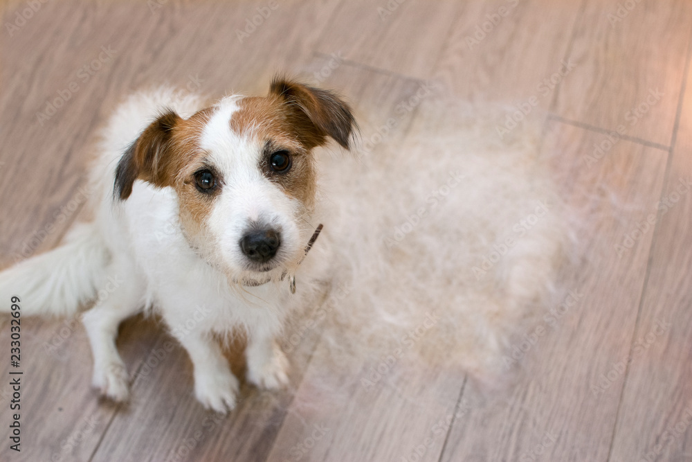 FURRY JACK RUSSELL DOG, SHEDDING HAIR DURING MOLT SEASON, LOOKING UP ...