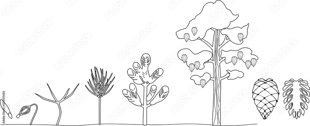 Coloring page with Pine tree life cycle. Stages of growth from seed to ...