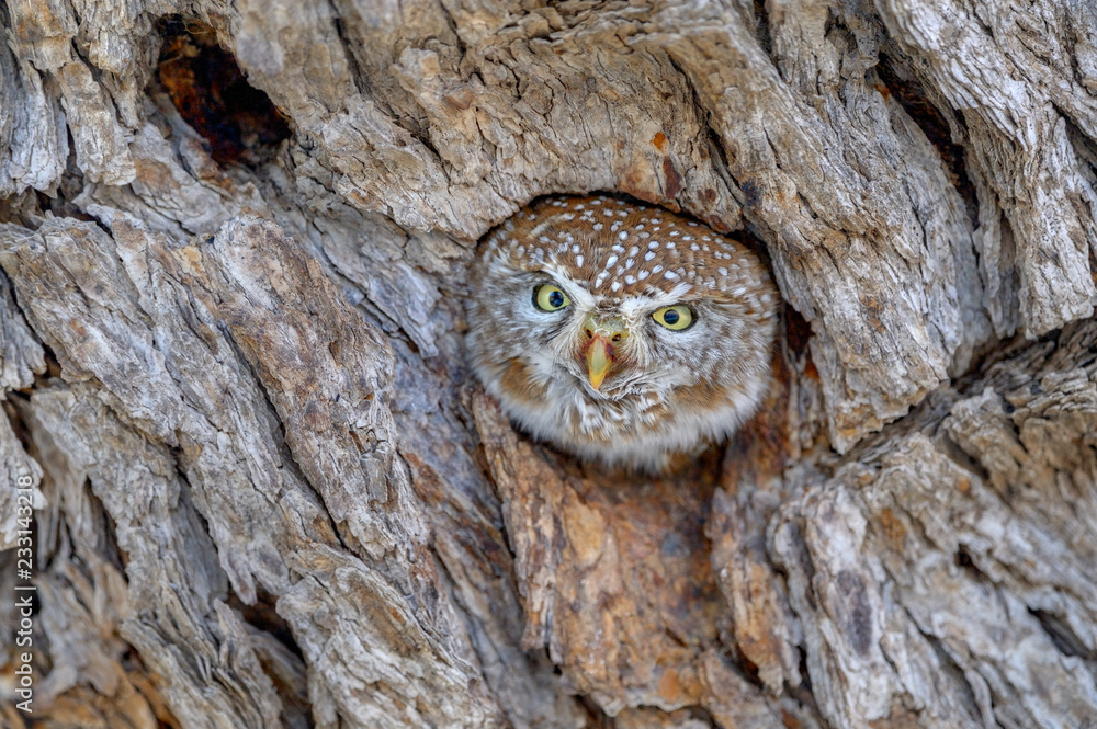 PEARL SPOTTED OWLET (Glaucidium perlatum). Africa's smallest owl ...