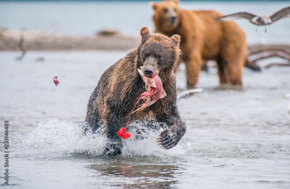 The Kamchatka brown bear is a subspecies of the brown bear, common on ...