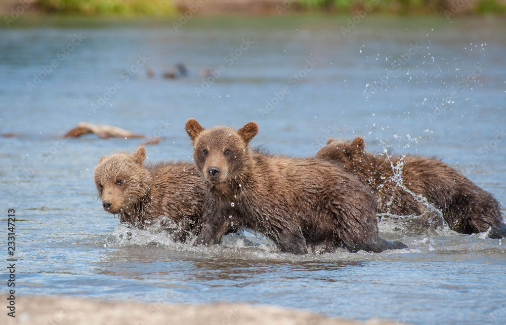 The Kamchatka brown bear is a subspecies of the brown bear, common on ...