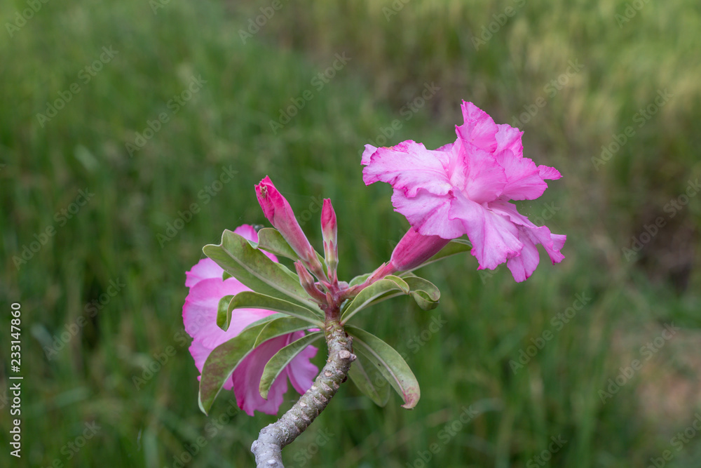 Pink Adenium obesum flower in green background. Common names include ...