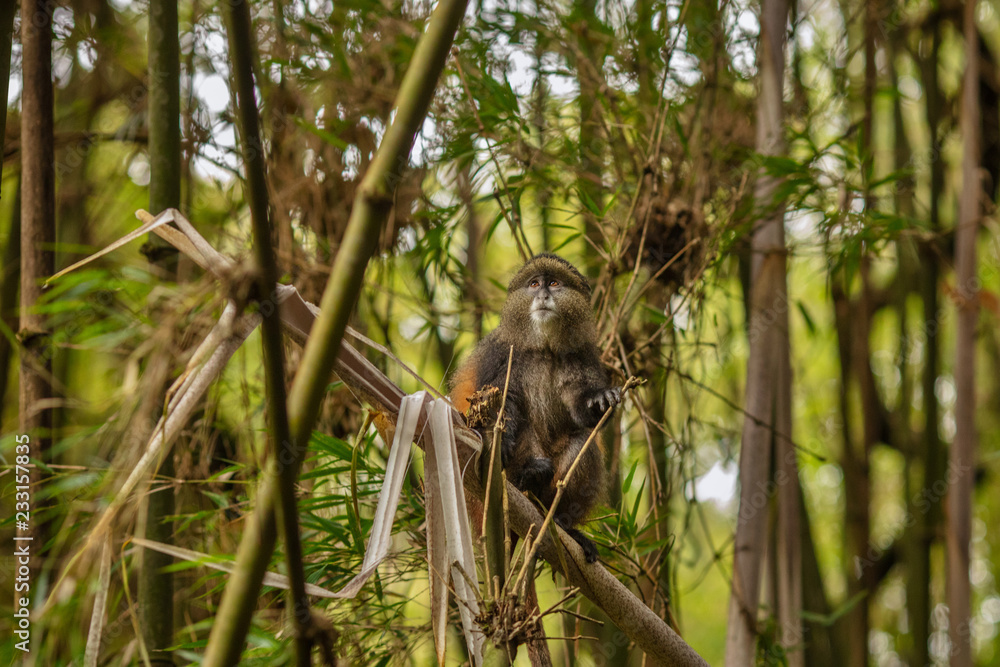 Wild and very rare golden monkey in the bamboo forest. Unique and ...