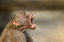 Baboons Scream Free Stock Photo - Public Domain Pictures
