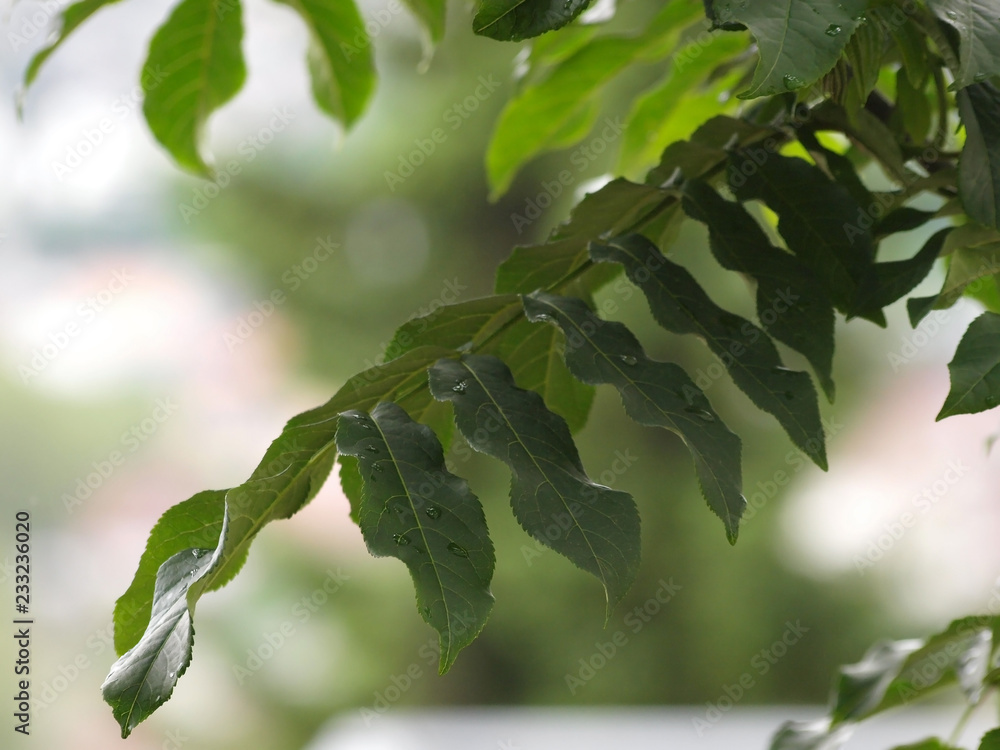 Longues feuilles aux nombreuses folioles du ptérocaryer du Caucase ...