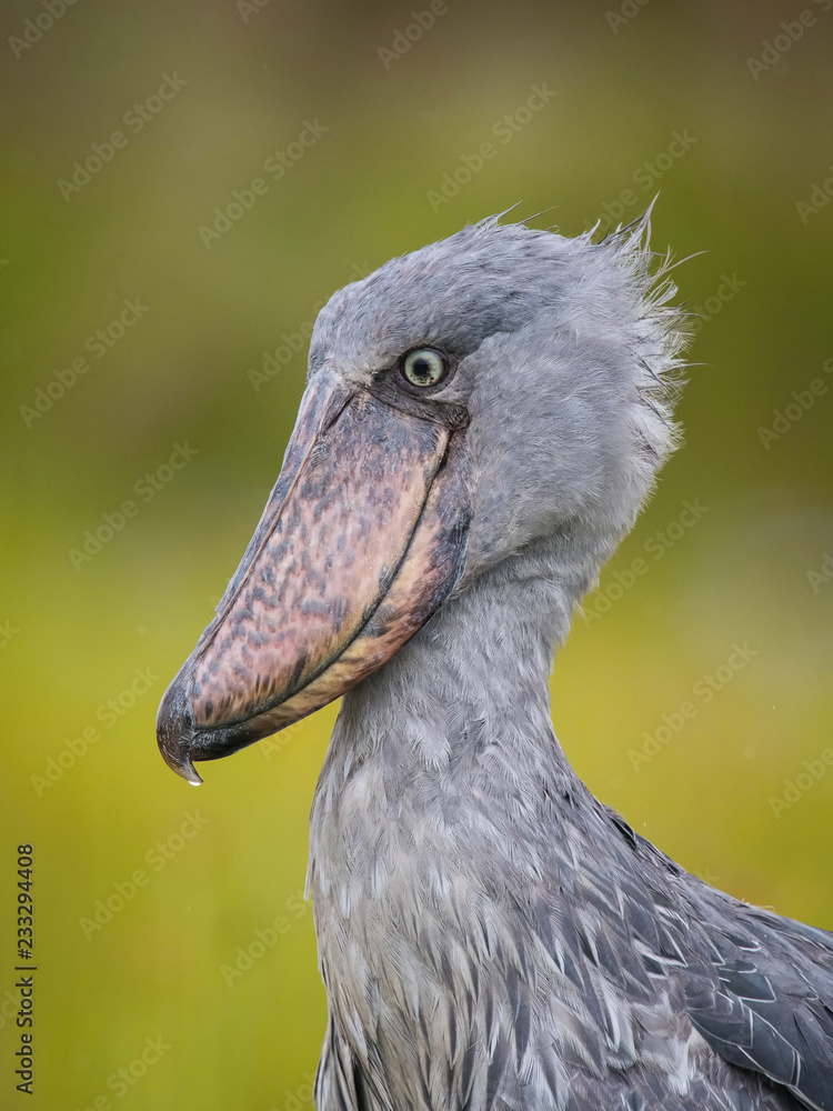 The majestic bird of the wetlands and an excellent fisherman is in ...