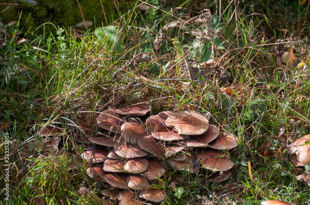 Suillus bovinus, also known as the Jersey cow mushroom. The fungus ...