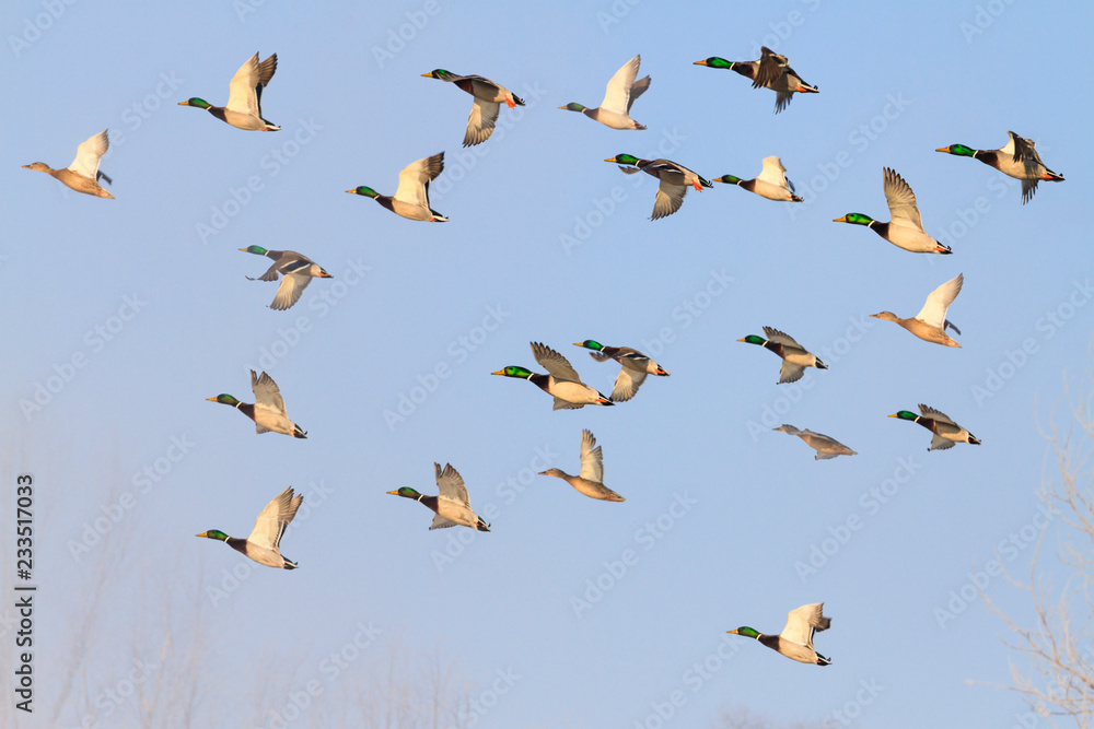 mallards flying in the blue sky Stock Photo | Adobe Stock