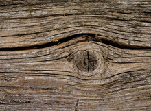 Tree Knot Holes Free Stock Photo - Public Domain Pictures