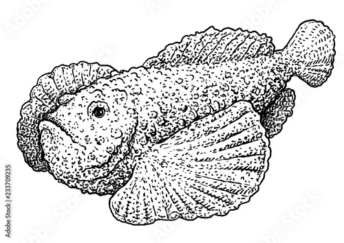 Stonefish illustration, drawing, engraving, ink, line art, vector Stock ...