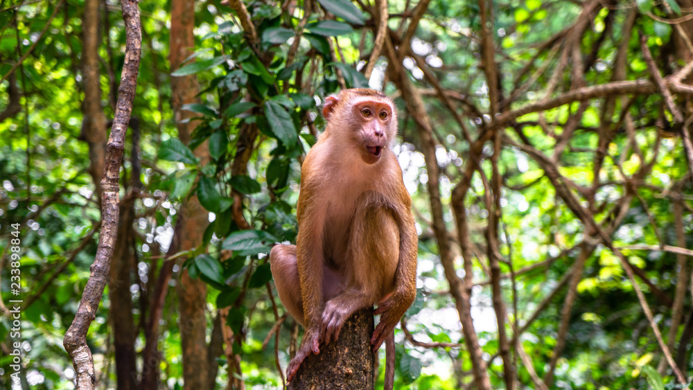 Thailand monkey pulling a funny face in Phuket Monkey Hill Stock Photo ...