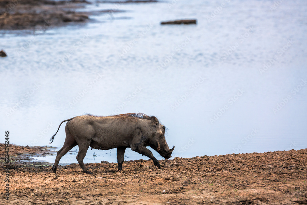 common warthog walking on riverside in Kruger National park, South ...