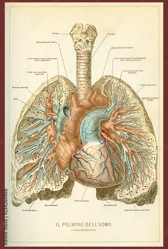 Vintage color table of anatomy, human lungs and heart blood circulation ...