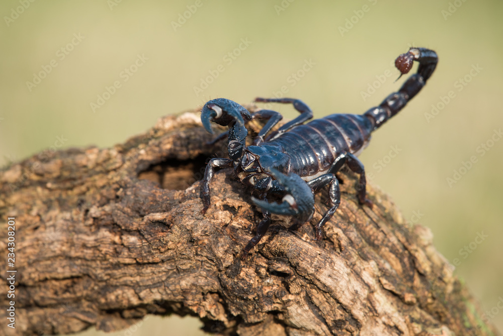 Emperor scorpion is a species of scorpion native to rainforests and ...
