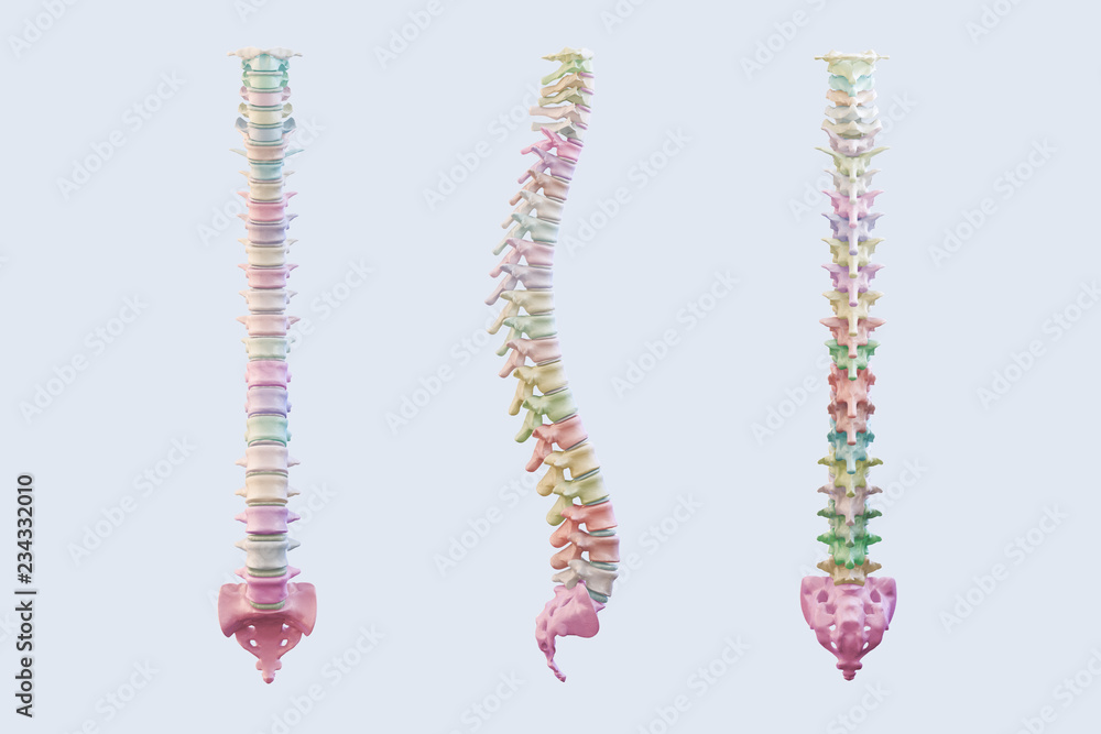 Human vertebrae anatomy. Colored spine vertebral bones, lateral and ...