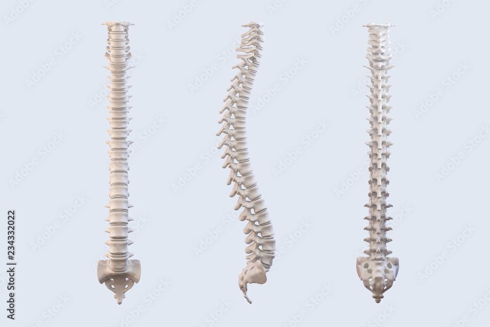 Human vertebrae anatomy. Spine vertebral bones, lateral, anterior view ...