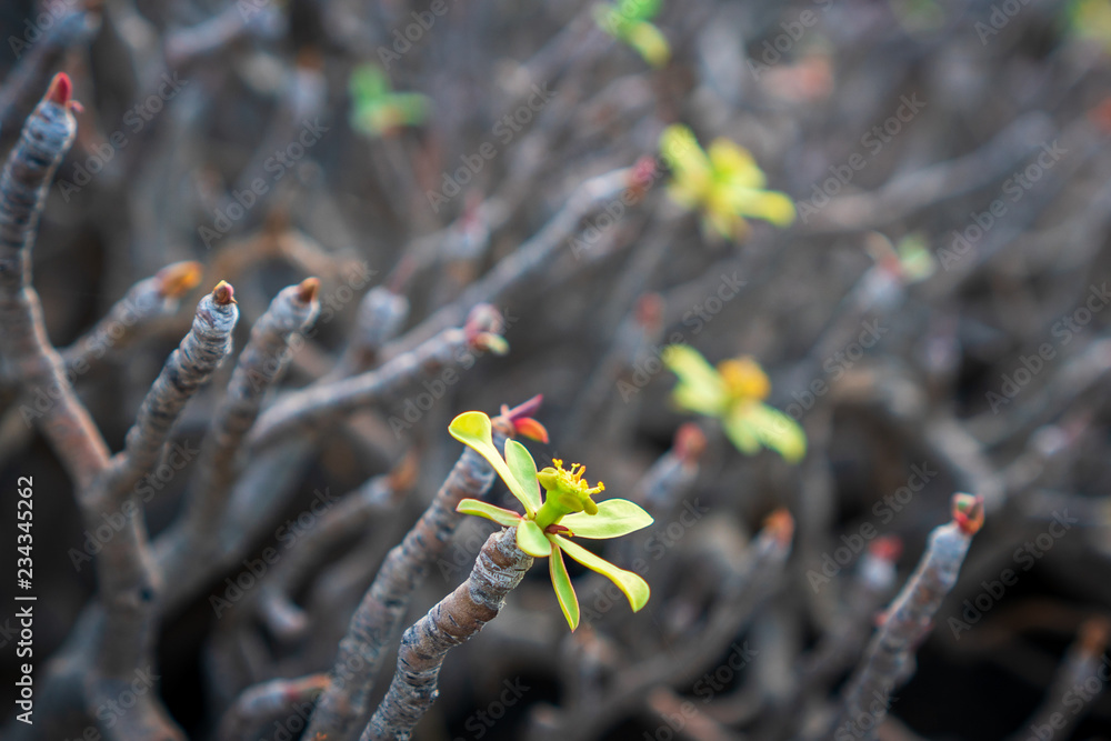 Sweet Tabaiba plant (Euphorbia balsamífera) growing in a volcanic soil ...