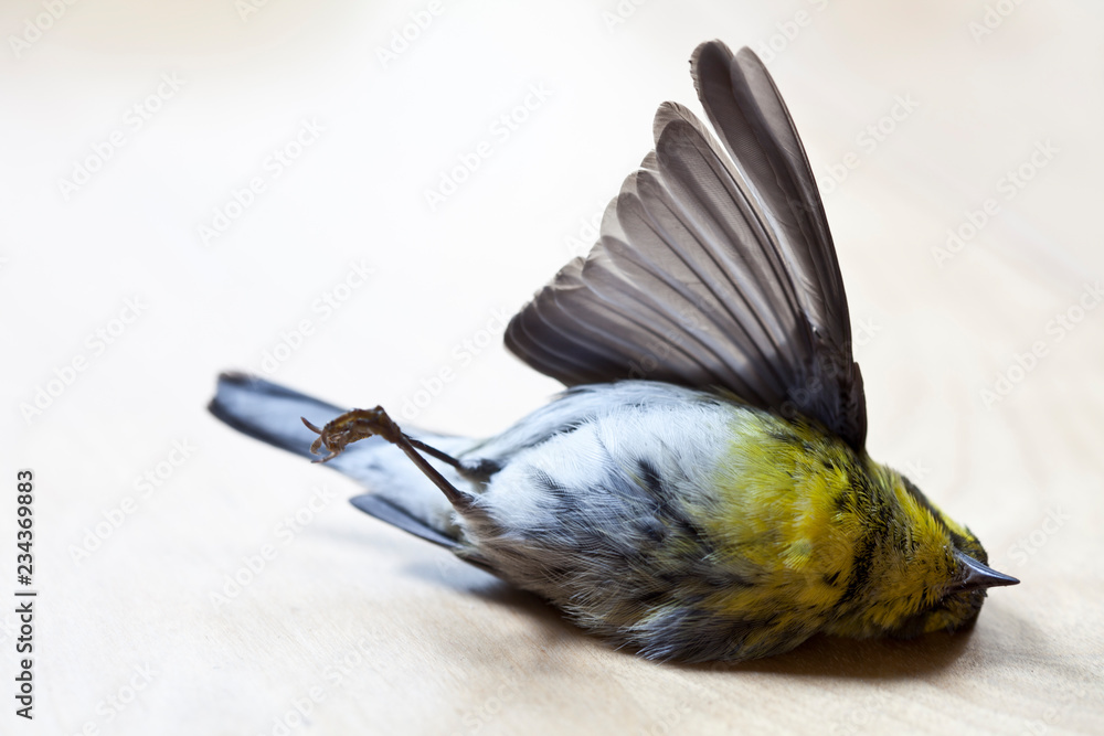 Dead bird lying on back Stock Photo | Adobe Stock