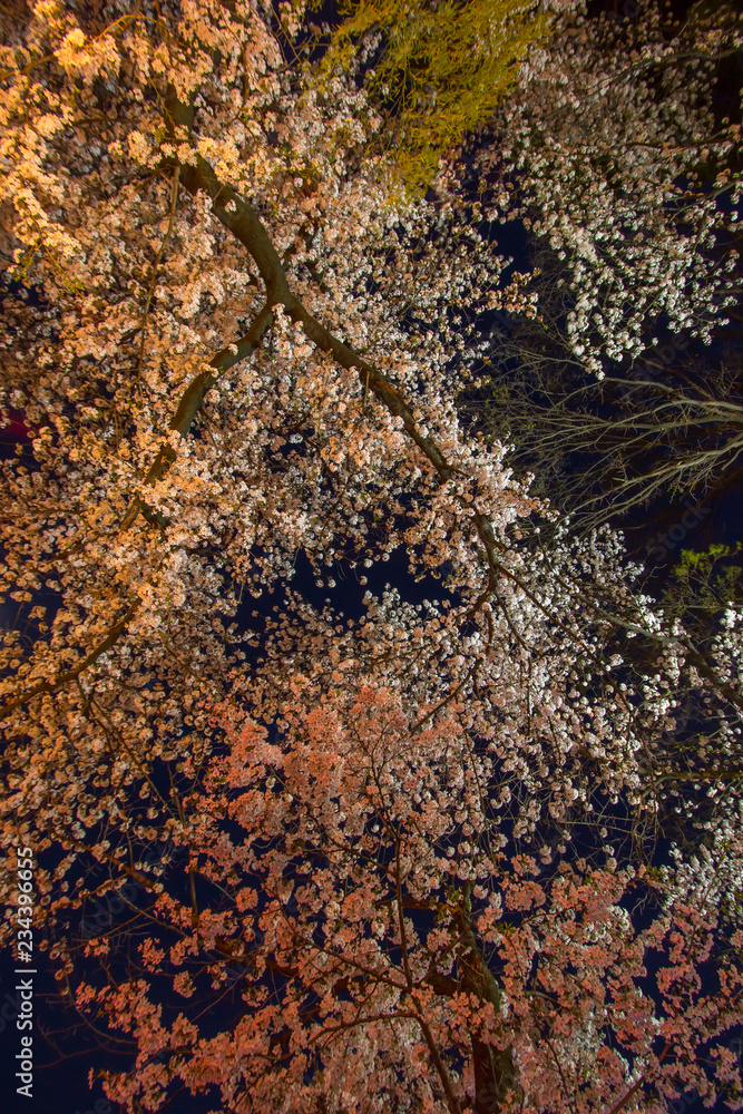 Cherry trees at Ueno Park(Ueno Koen) in Ueno district of Taito,Tokyo ...