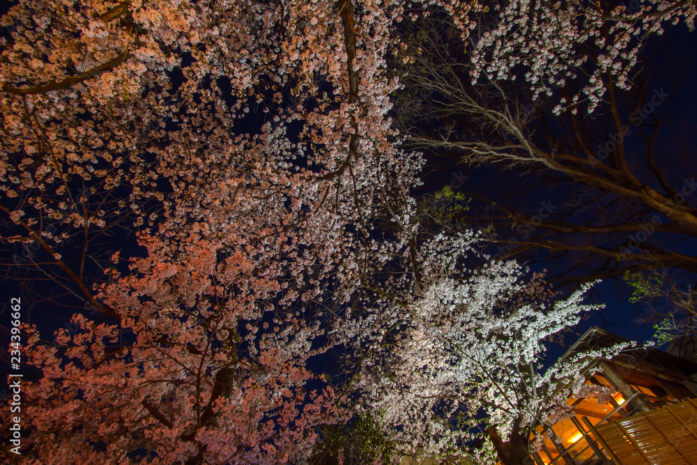 Cherry trees at Ueno Park(Ueno Koen) in Ueno district of Taito,Tokyo ...