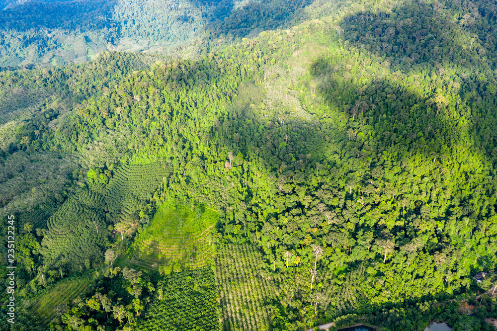 Aerial drone view showing tropical rainforest deforestation to make way ...
