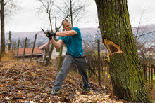 Chopping Down Tree In Process Free Stock Photo - Public Domain Pictures