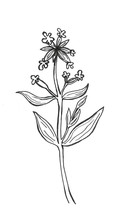 Soapwort Flower Illustration Free Stock Photo - Public Domain Pictures